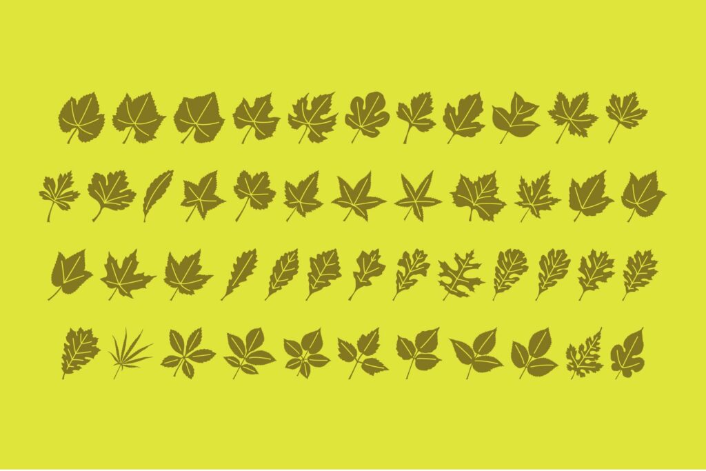 Leaf Assortment Font – MasterBundles