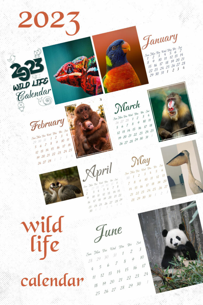 2023 Wild Life Calendar - MasterBundles