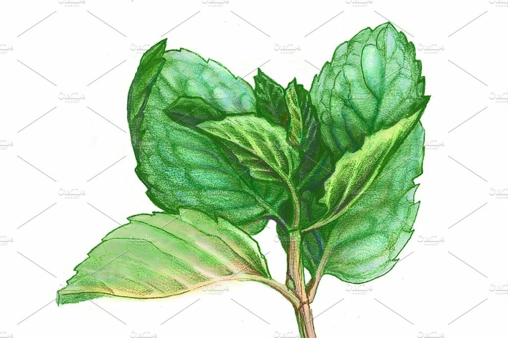 Mint Leaves & Stems Pencil Drawing – MasterBundles