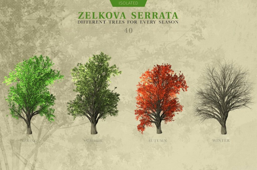 Zelkova Serrata Trees – MasterBundles