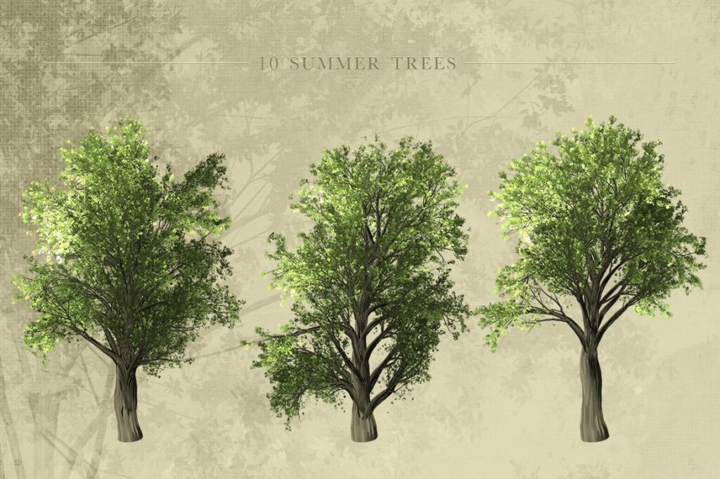 Zelkova Serrata Trees – MasterBundles