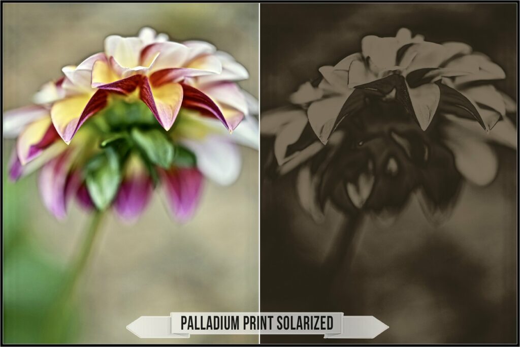 Platinum Palladium Prints LUTs – MasterBundles