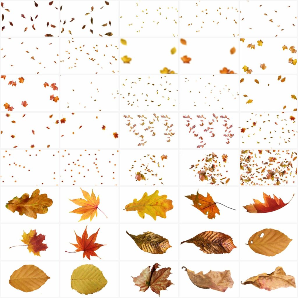40 Autumn Leaves Overlays – MasterBundles