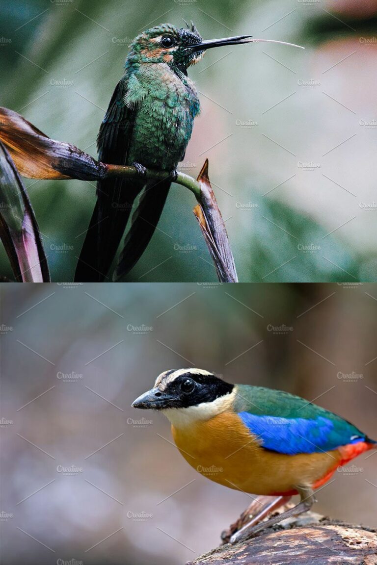 14 x Lightroom Presets, Birds – MasterBundles