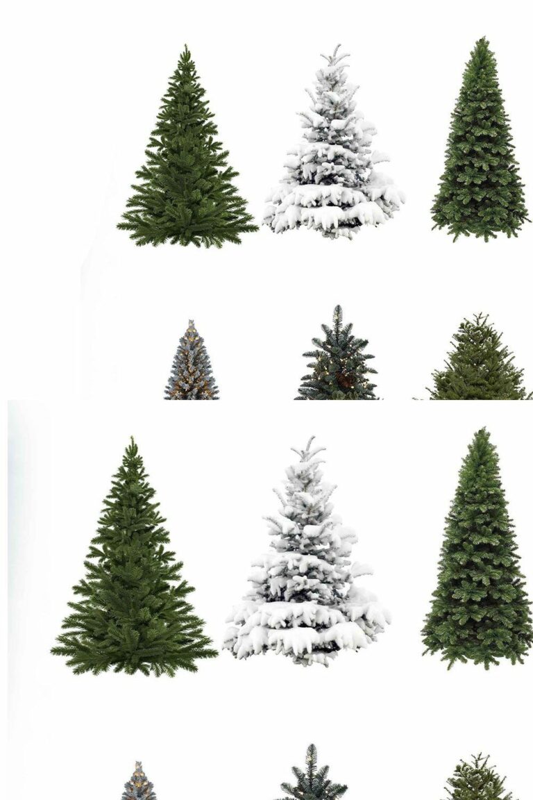 Fir Tree Overlays, Christmas, PNGs – MasterBundles