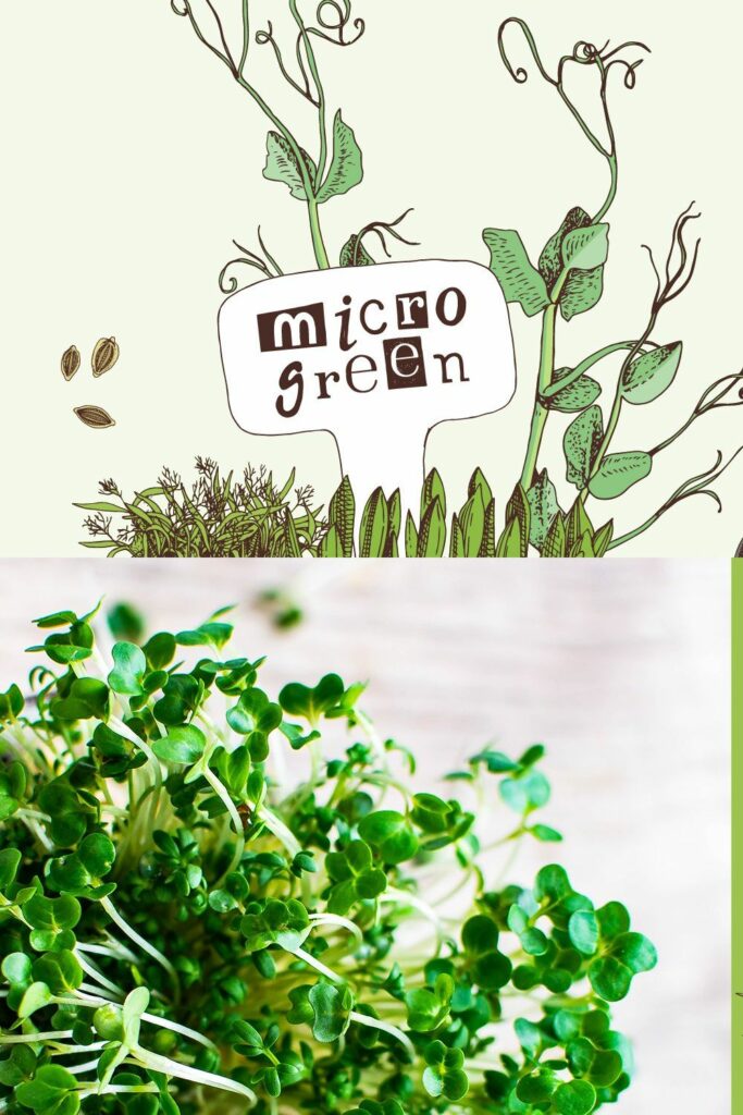 Hand drawn microgreen set – MasterBundles