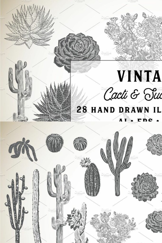 Hand Drawn Succulents & Cacti Set – MasterBundles