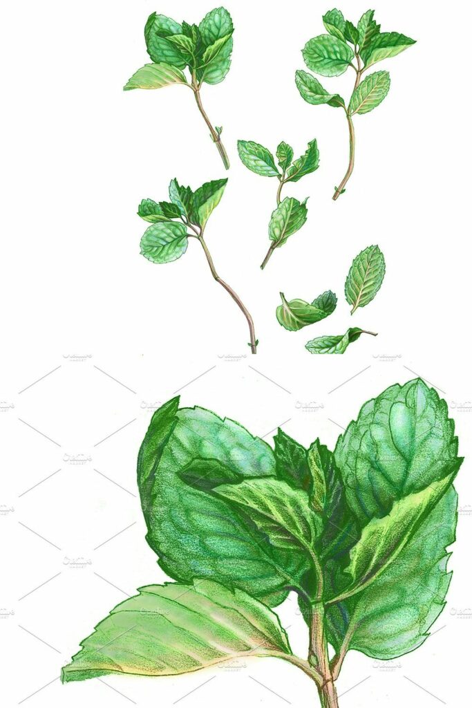 Mint Leaves & Stems Pencil Drawing – MasterBundles