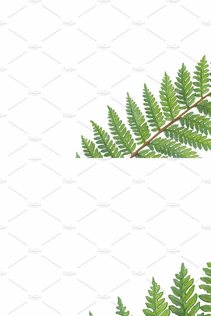 Silver Fern Pencil Illustration – MasterBundles