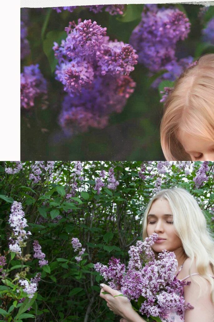Spring Lilac PNG photoshop overlays – MasterBundles