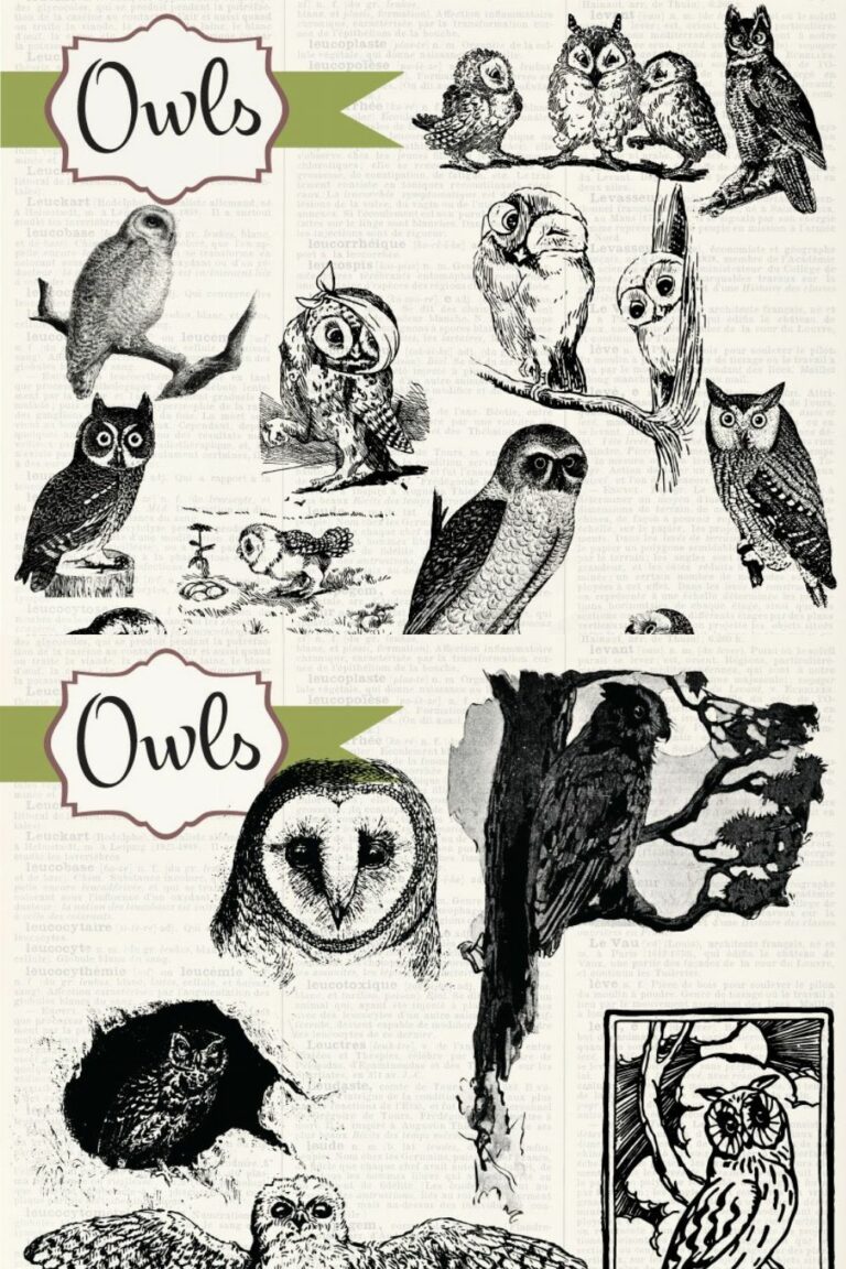 Vintage Owls Clipart & Brushes – MasterBundles