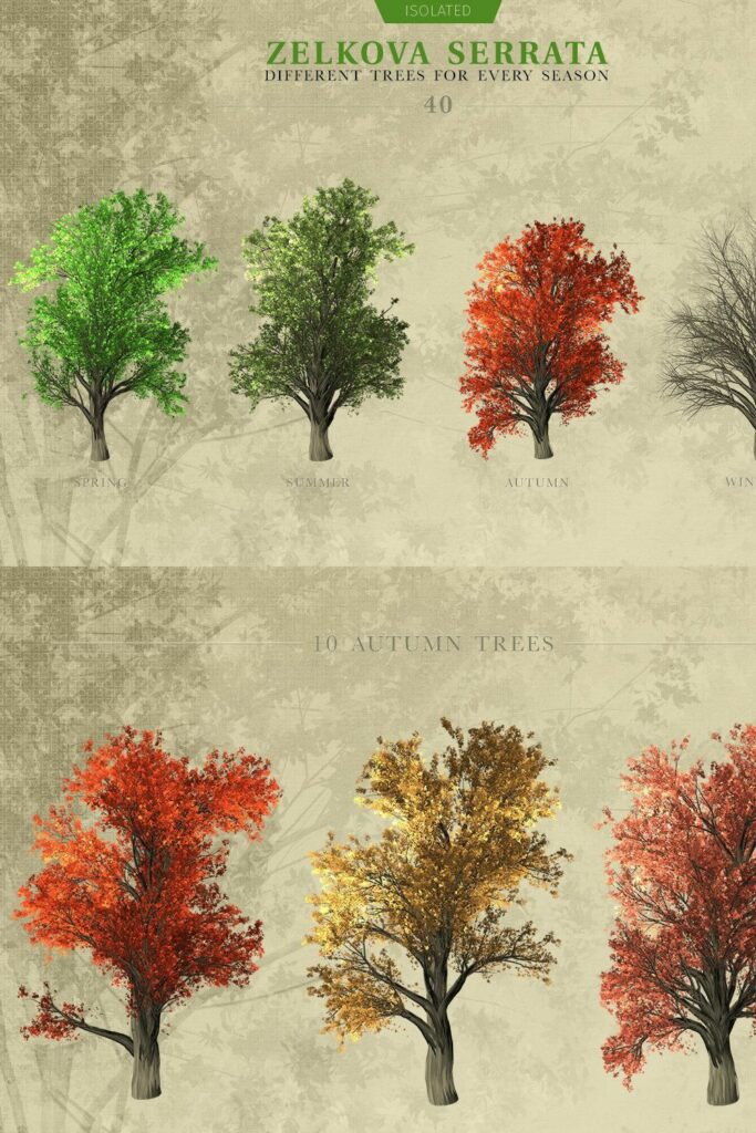 Zelkova Serrata Trees – MasterBundles
