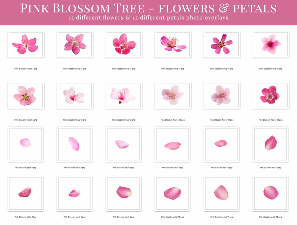 Pink Blossom Tree photo overlays – MasterBundles