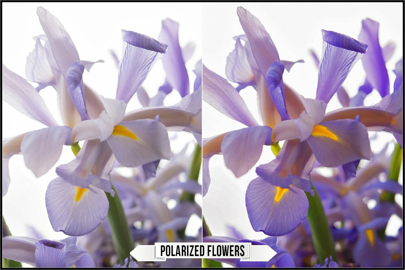 Incredible Flowers Profiles – MasterBundles