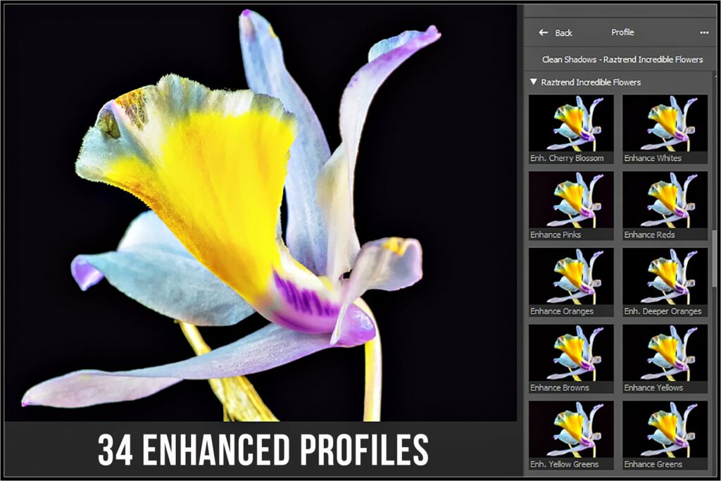 Incredible Flowers Profiles – MasterBundles