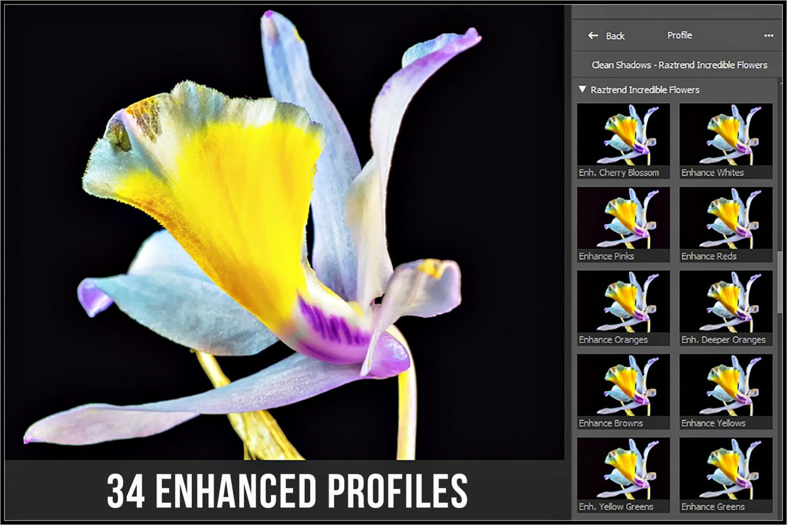 Incredible Flowers Profiles – MasterBundles