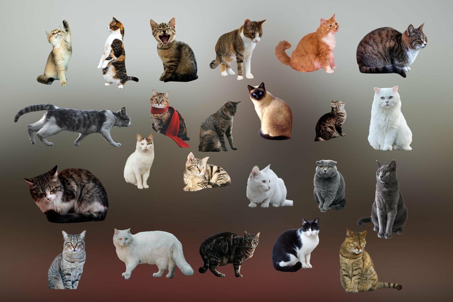 28 Cat Photoshop Overlays – MasterBundles