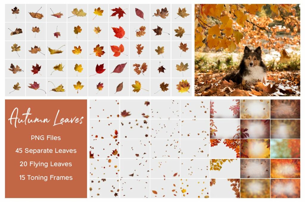 Autumn Leaves Overlays – MasterBundles