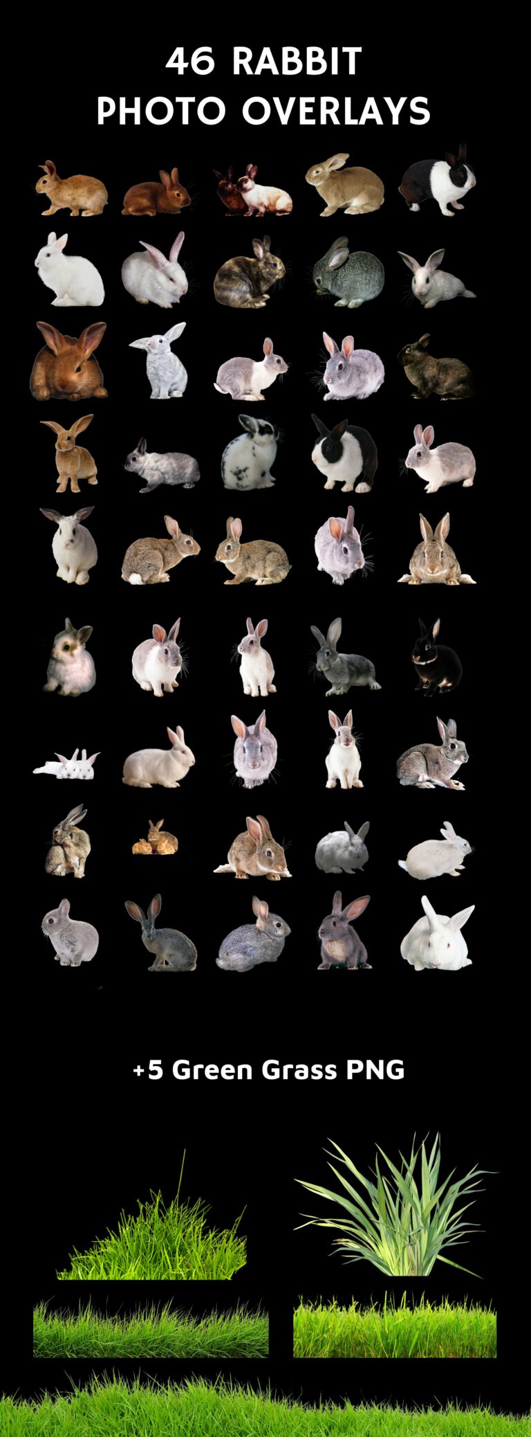 46 Bunny Photo Overlays – MasterBundles