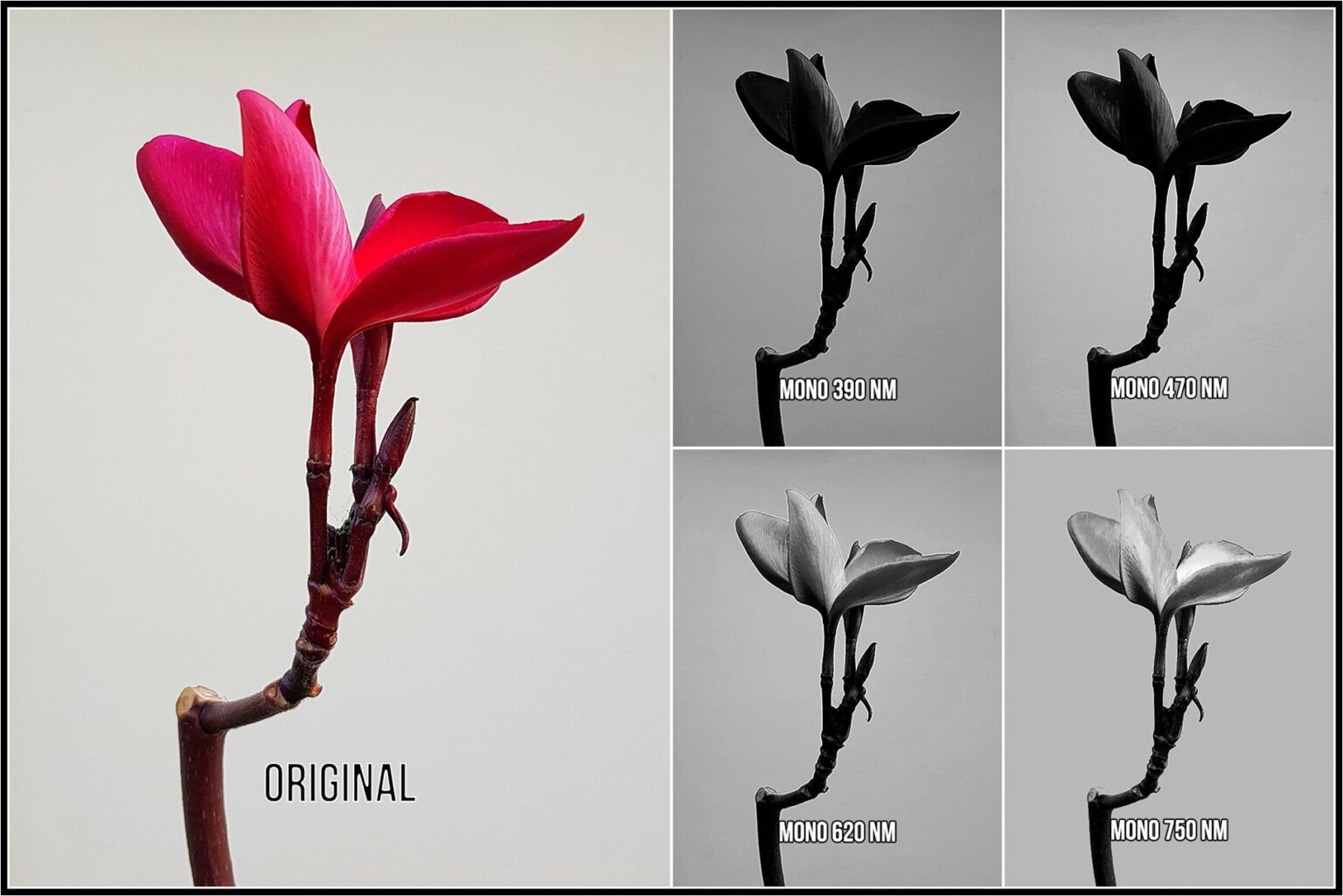 Spectrum Black and White profiles – MasterBundles