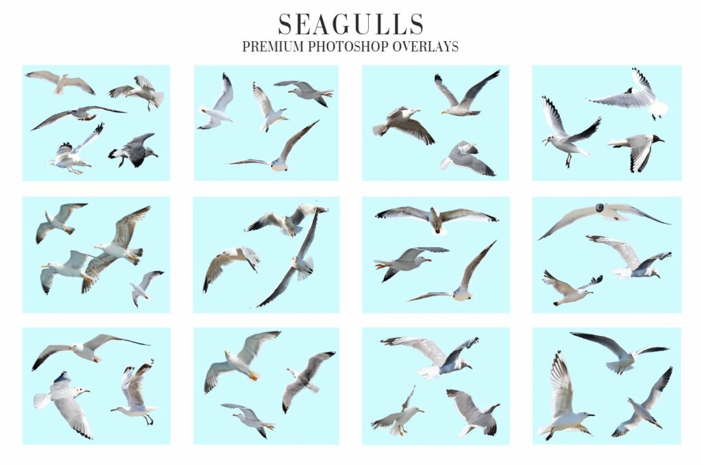 Seagulls Overlays Photoshop – MasterBundles