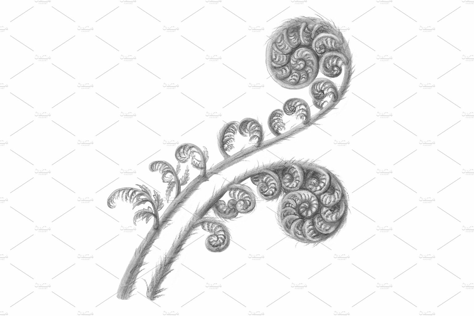 Silver Fern Pencil Illustration – MasterBundles