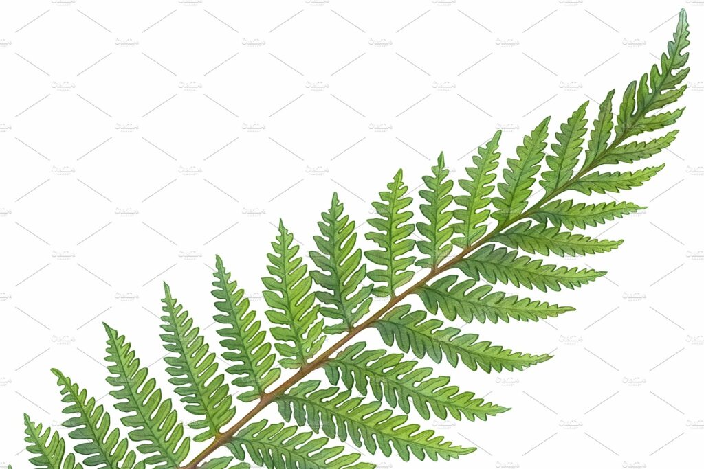 Silver Fern Pencil Illustration – MasterBundles