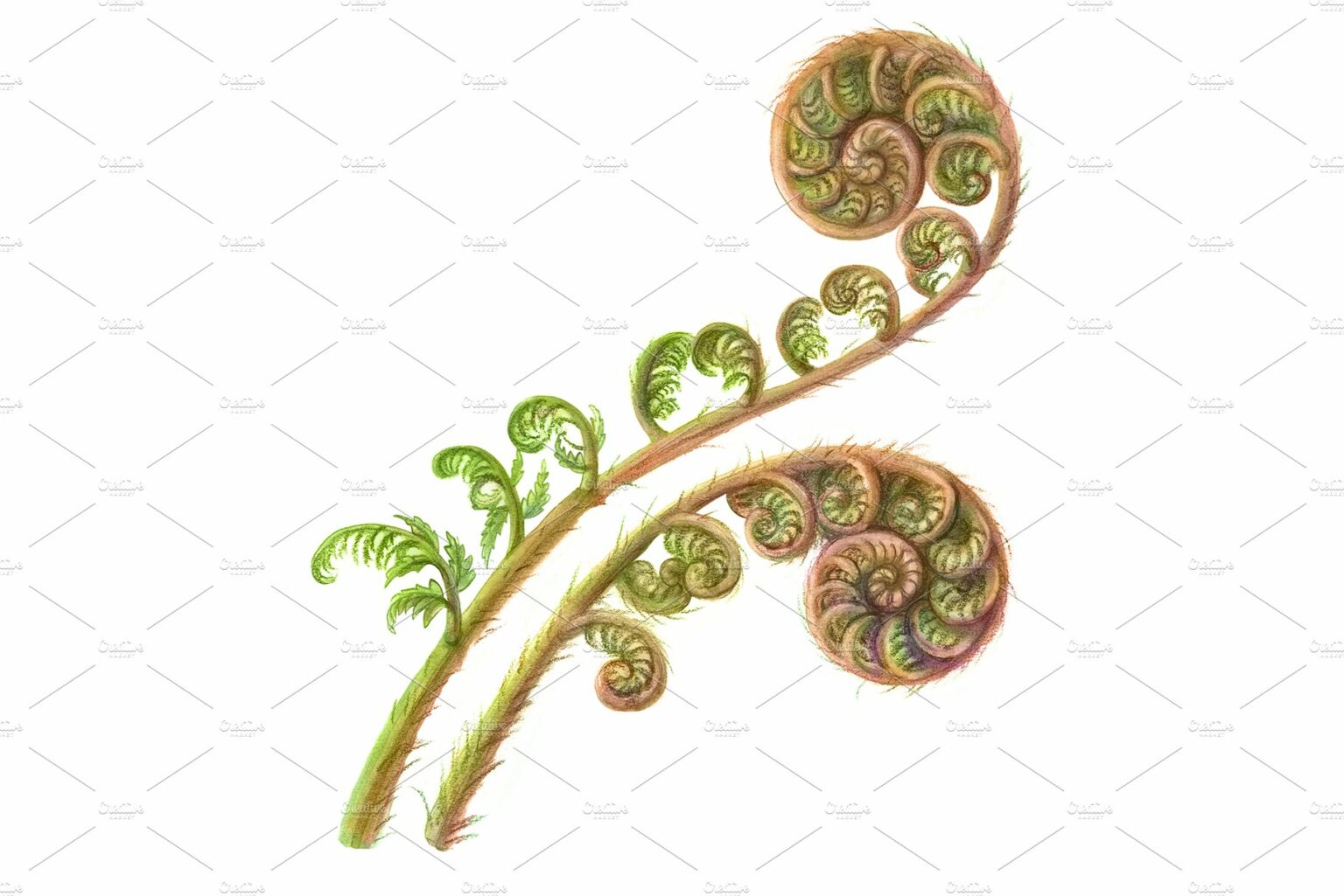 Silver Fern Pencil Illustration – MasterBundles