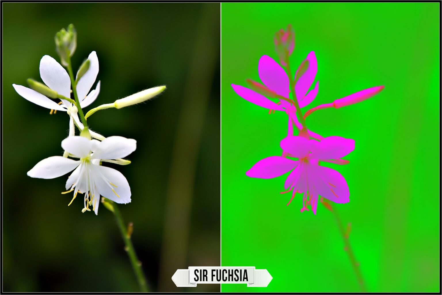 Solarized IR Inspired profiles LUTs – MasterBundles