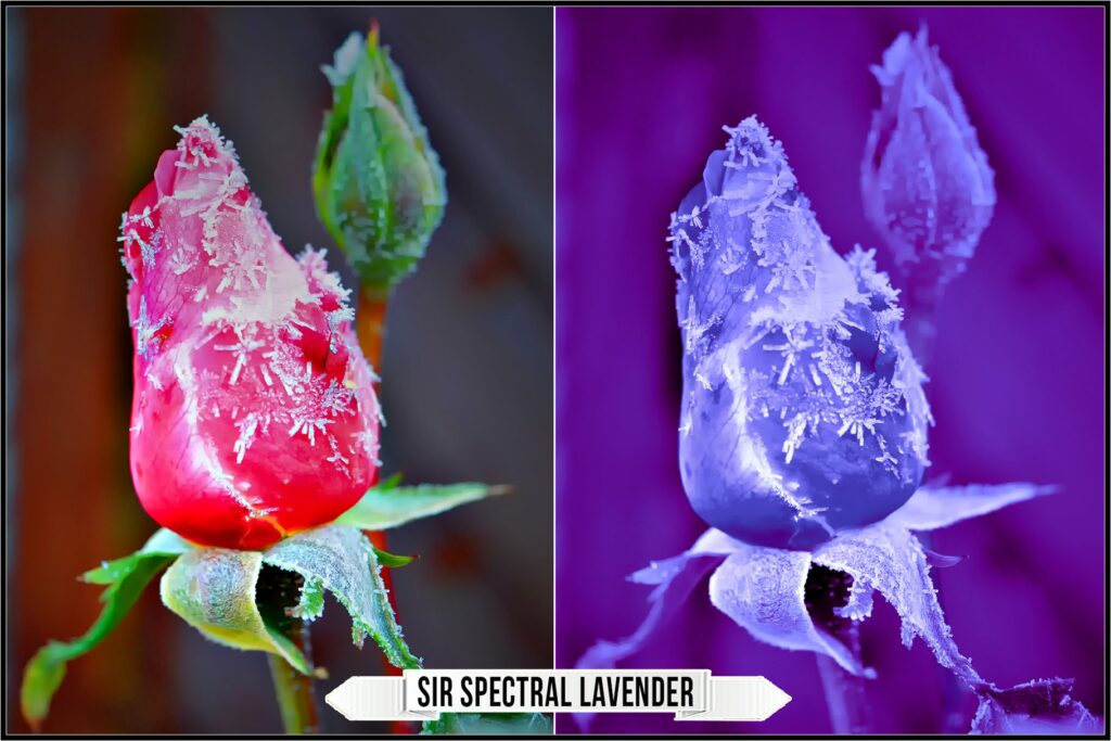 Solarized IR Inspired profiles LUTs – MasterBundles