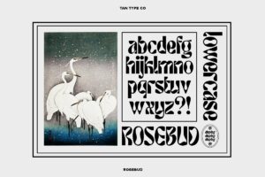 TAN - ROSEBUD – MasterBundles