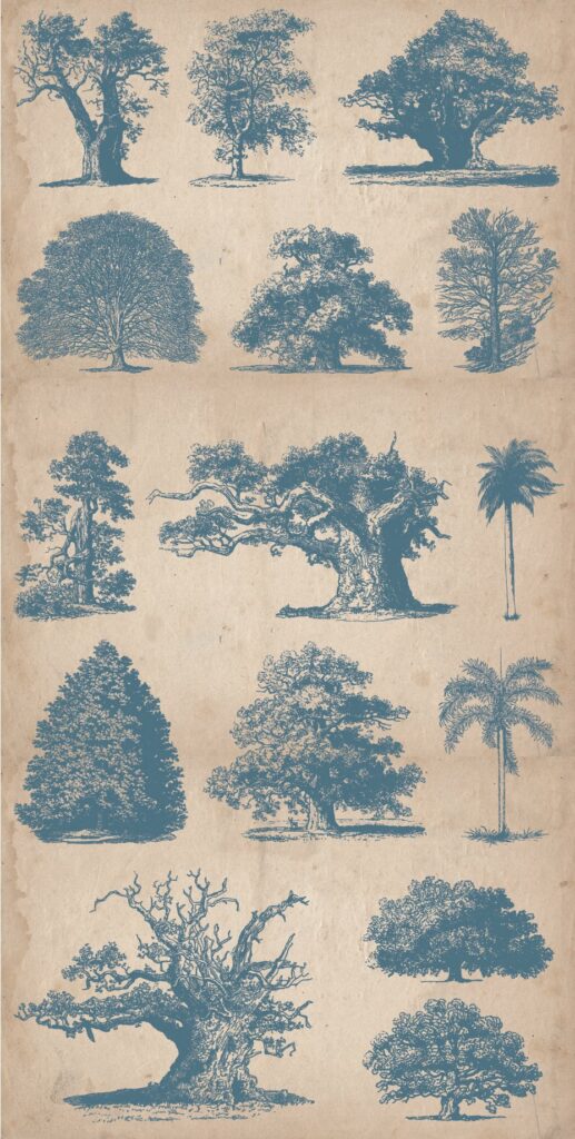 Vintage Illustrations - Trees – MasterBundles