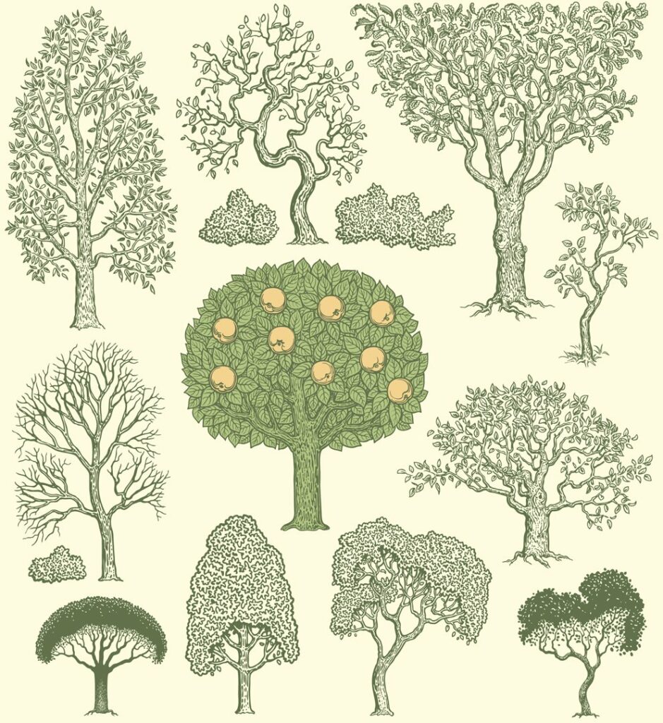 Set Trees. Vector engraving. – MasterBundles