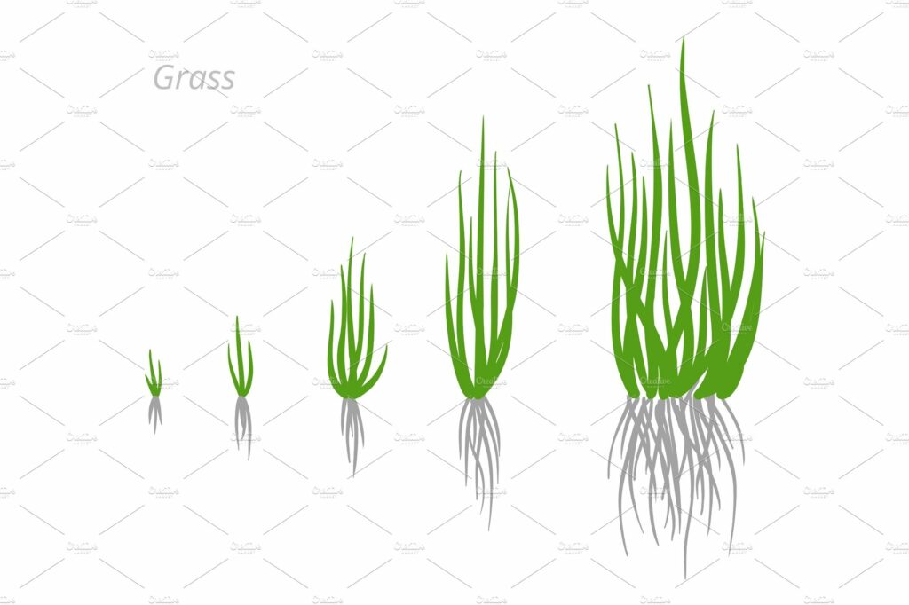 Grass growth stages. Grasses for – MasterBundles