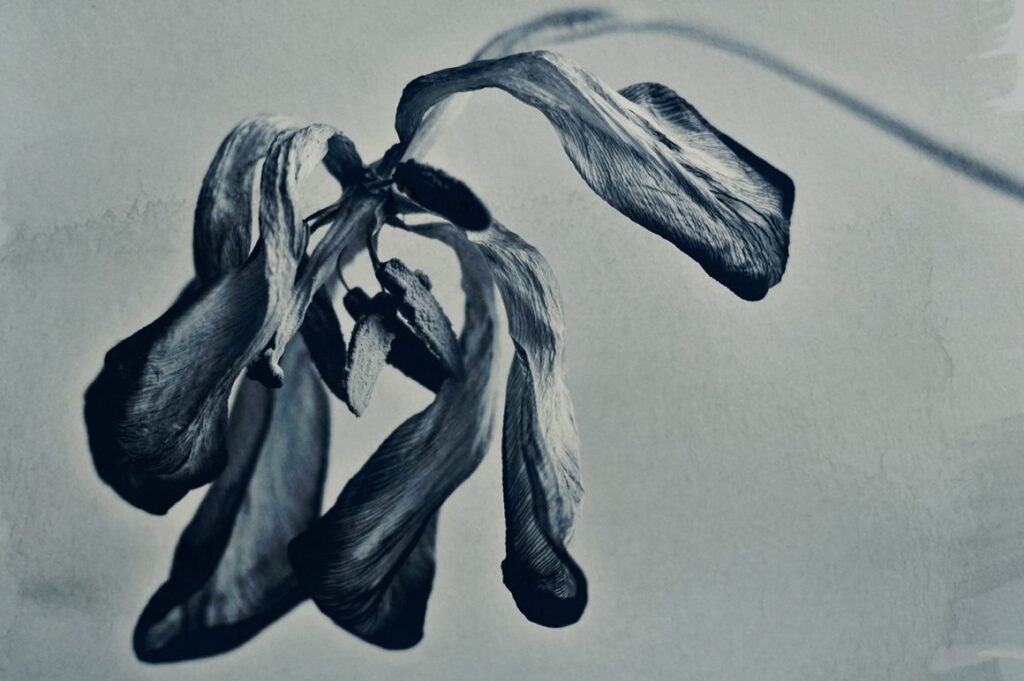 Digital Cyanotype Effect – MasterBundles