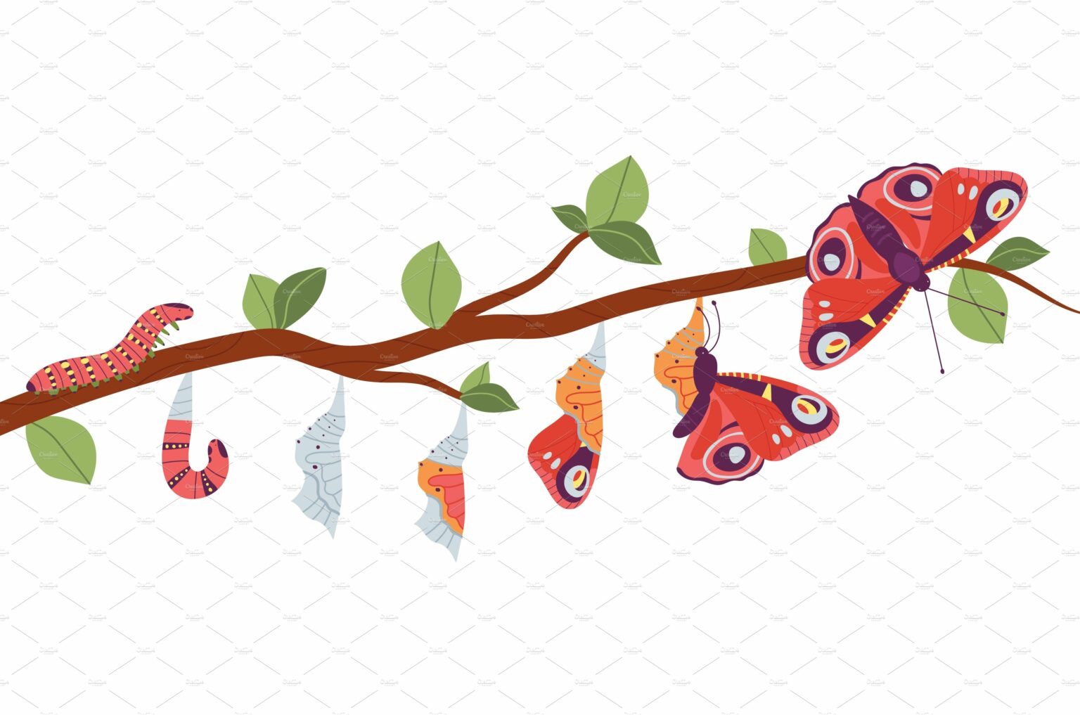 Butterfly born. Pupa insect – MasterBundles