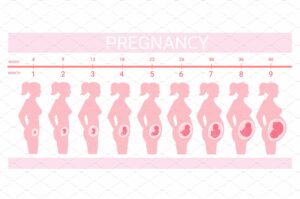 Stages fetus in belly. Timeline – MasterBundles