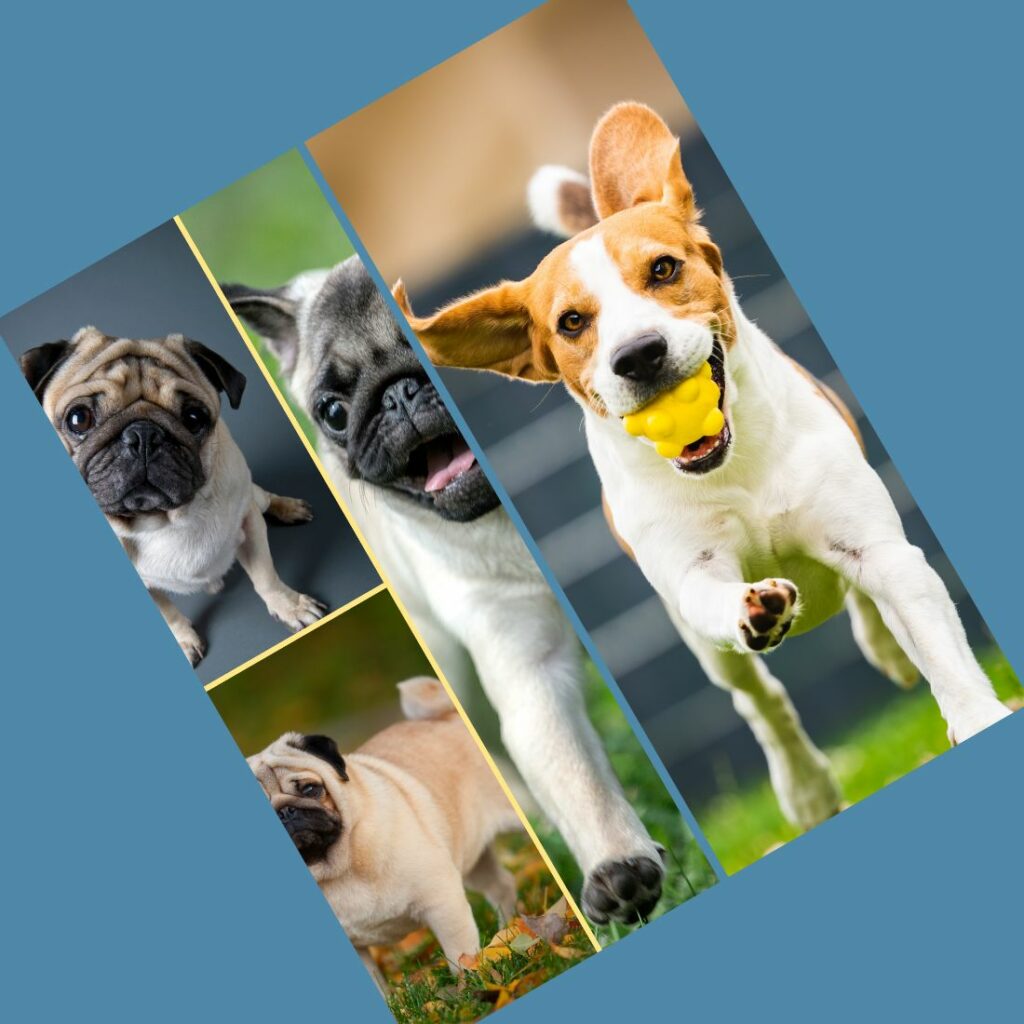 35 Cute Dog Pinterest Templates - Mega Bundle - MasterBundles