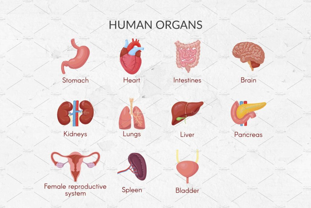 Human body anatomy vectors – MasterBundles