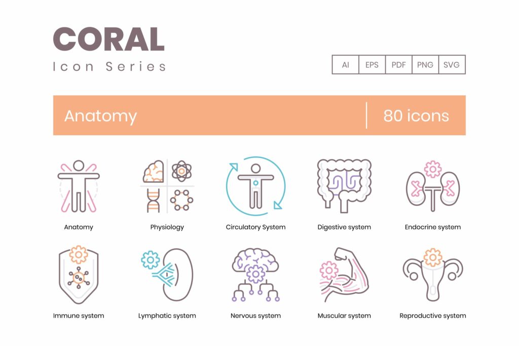 80 Anatomy Icons | Coral Series – MasterBundles