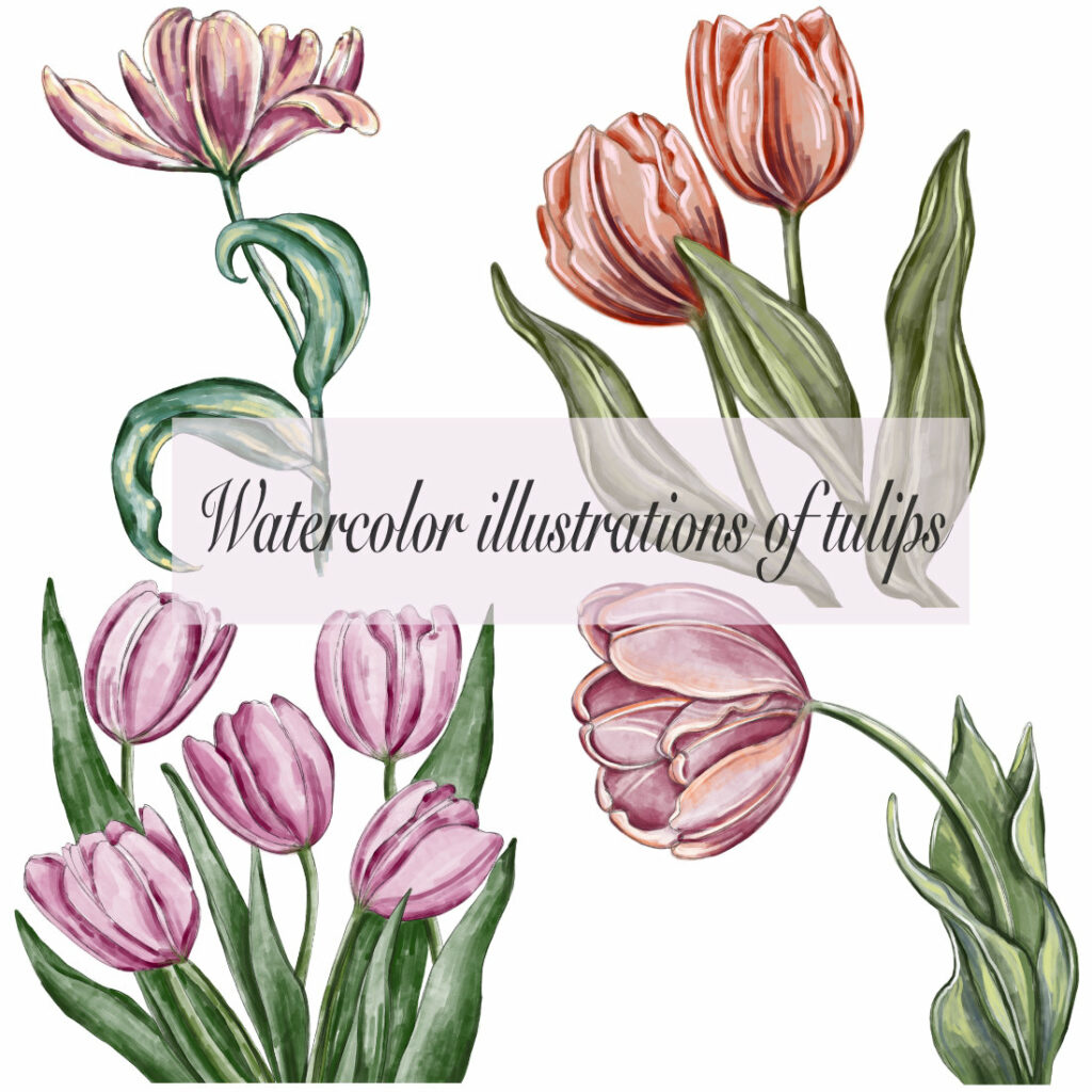 Watercolor illustrations of tulips - MasterBundles