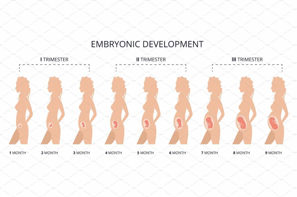 Human fetus development – MasterBundles