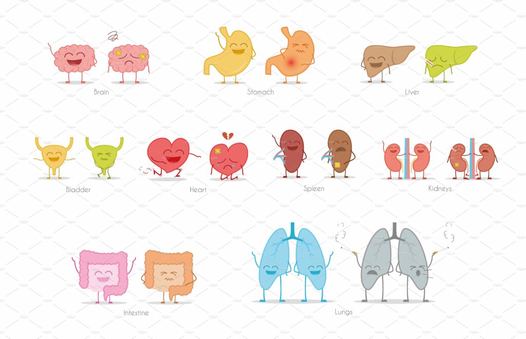Human Organs Characters – MasterBundles