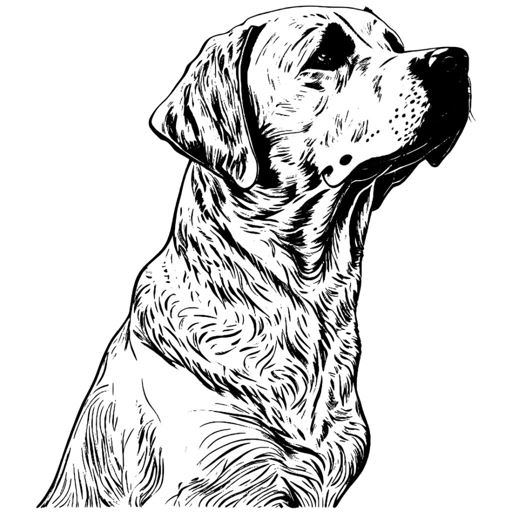 Labrador retriever dog Logo Illustration - MasterBundles