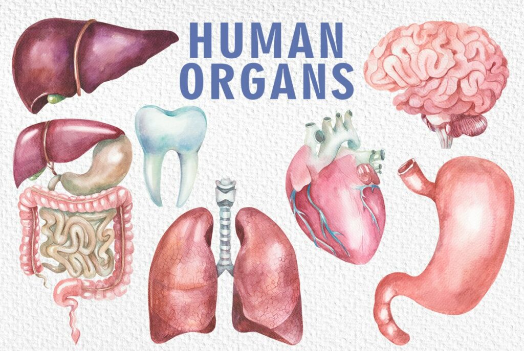 Watercolor human organs clipart – MasterBundles
