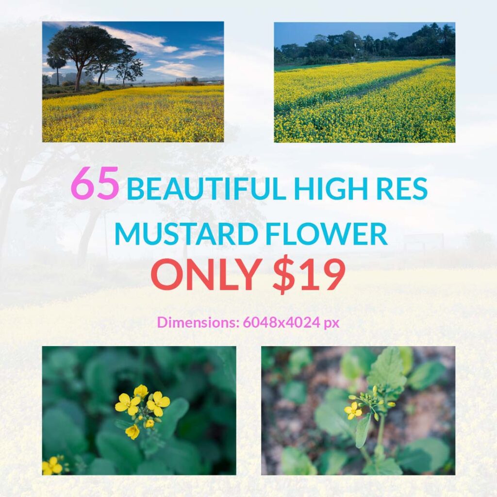 65 BEAUTIFUL HIGH RES. MUSTARD FLOWER ONLY $19 - MasterBundles