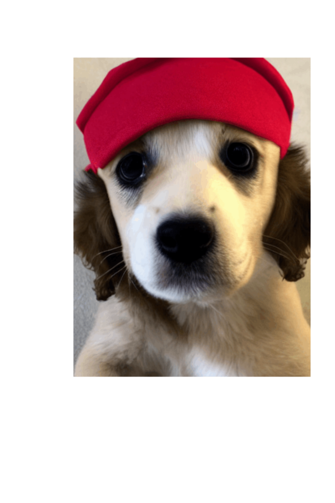 Lovely Puppy Style Bundle - MasterBundles