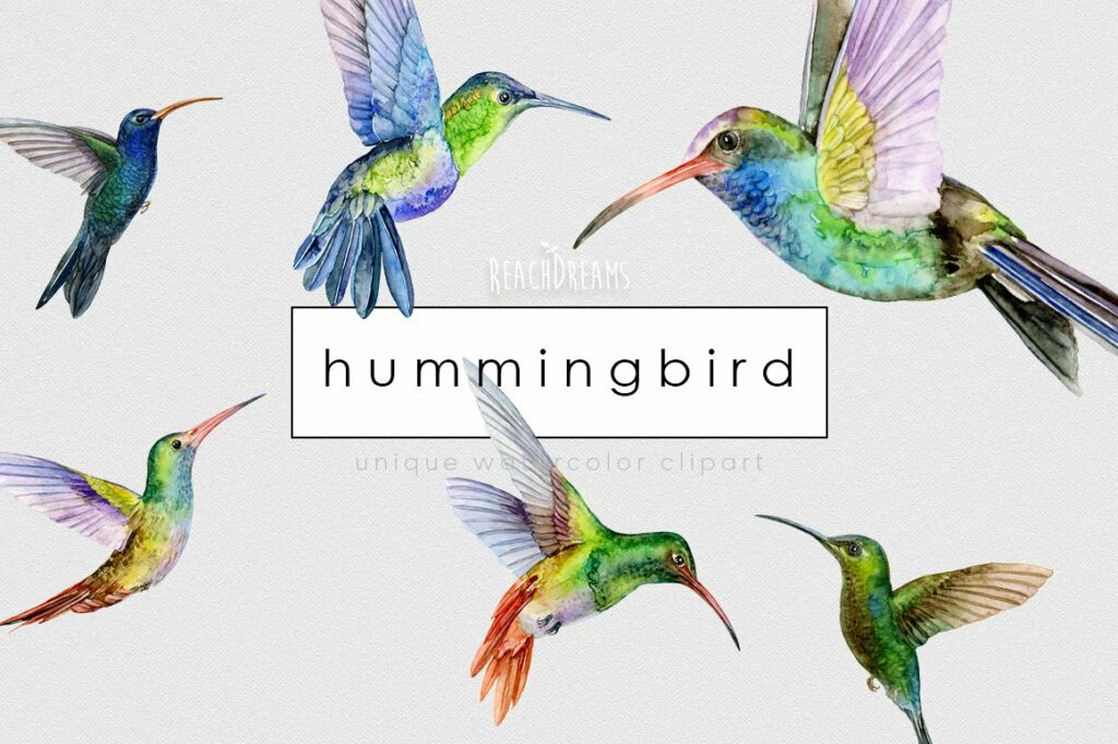 Hummingbird Birds Collection – MasterBundles