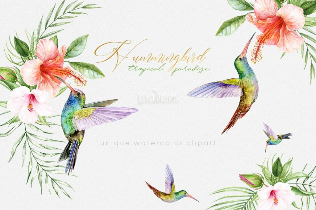 Hummingbird Birds Collection – MasterBundles