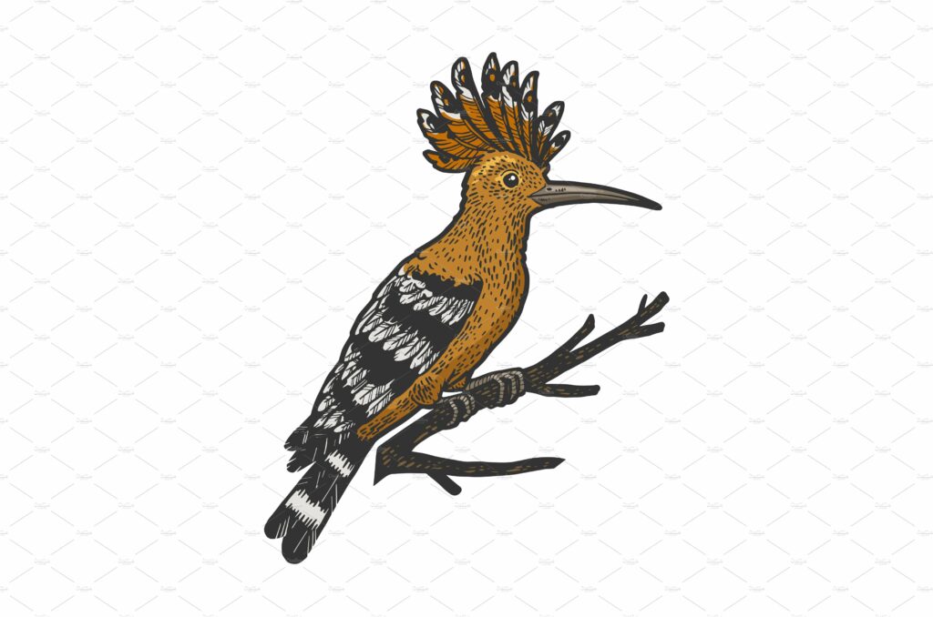 Eurasian hoopoe bird sketch vector – MasterBundles